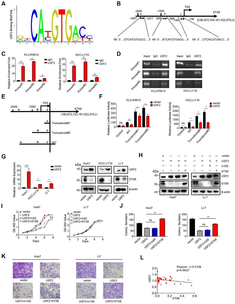 Syntaxin-6 promotes the progression of hepatocellular carcinoma and ...
