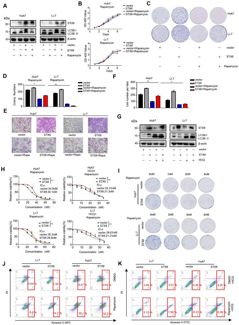 Syntaxin-6 promotes the progression of hepatocellular carcinoma and ...