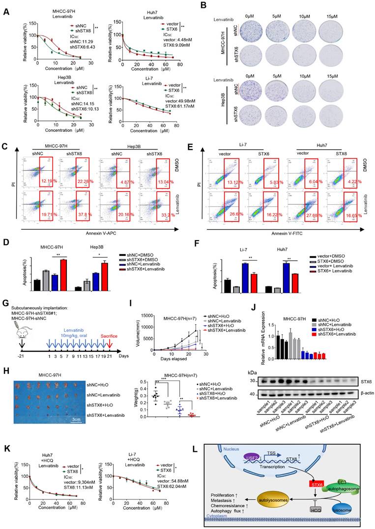 Syntaxin-6 promotes the progression of hepatocellular carcinoma and ...