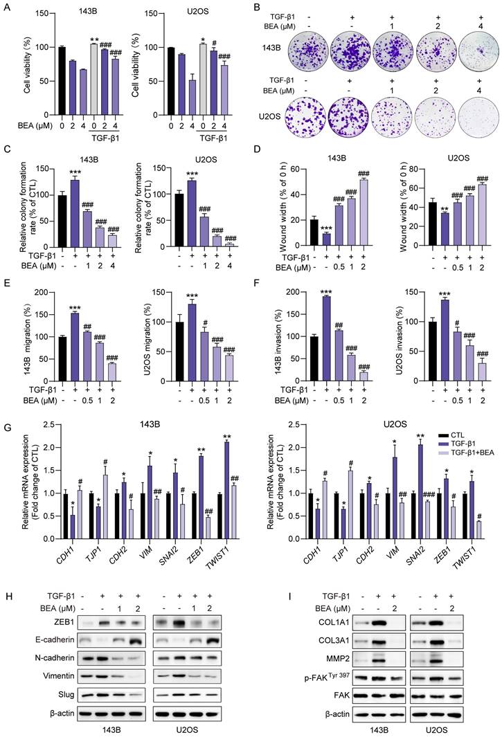 Beauvericin suppresses the proliferation and pulmonary metastasis of ...