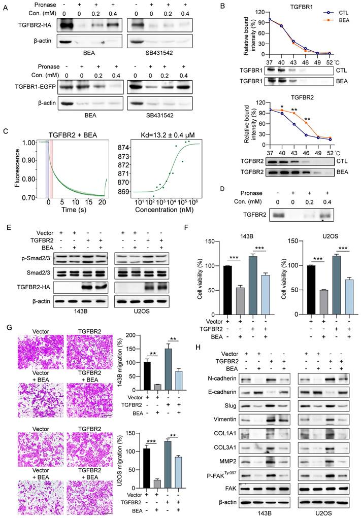 Beauvericin suppresses the proliferation and pulmonary metastasis of ...