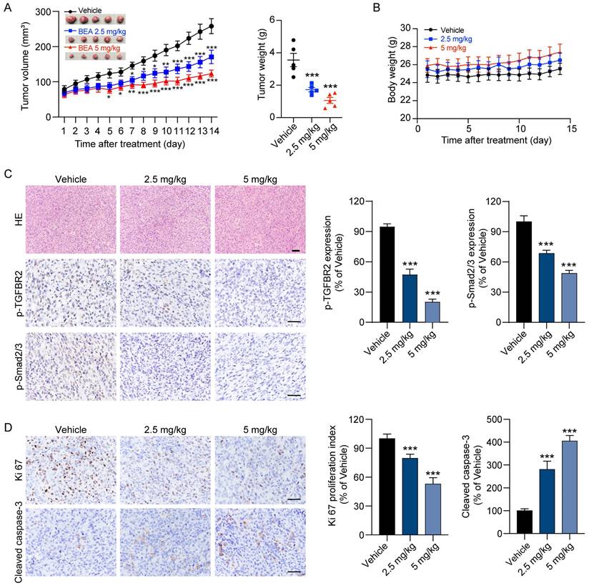 Beauvericin suppresses the proliferation and pulmonary metastasis of ...