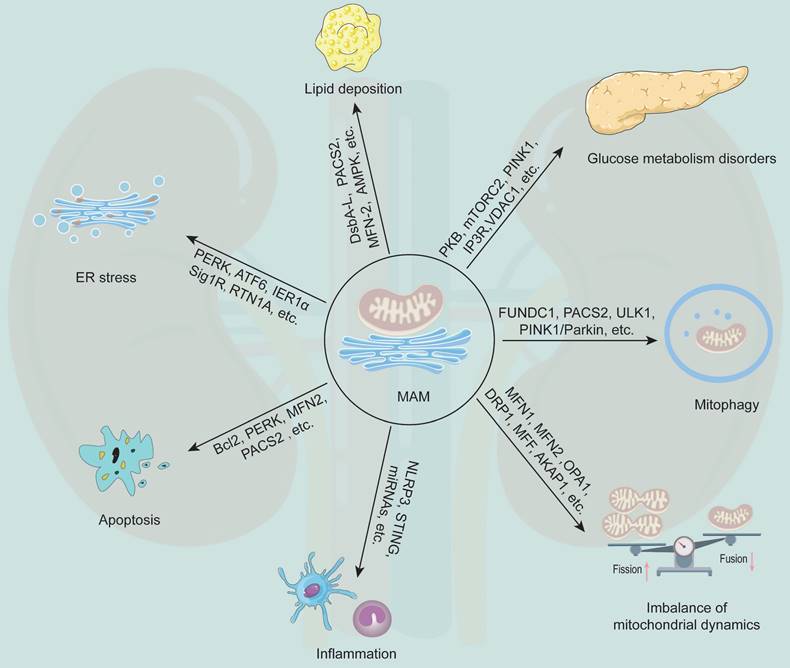 Broadening horizons: the contribution of mitochondria-associated ...