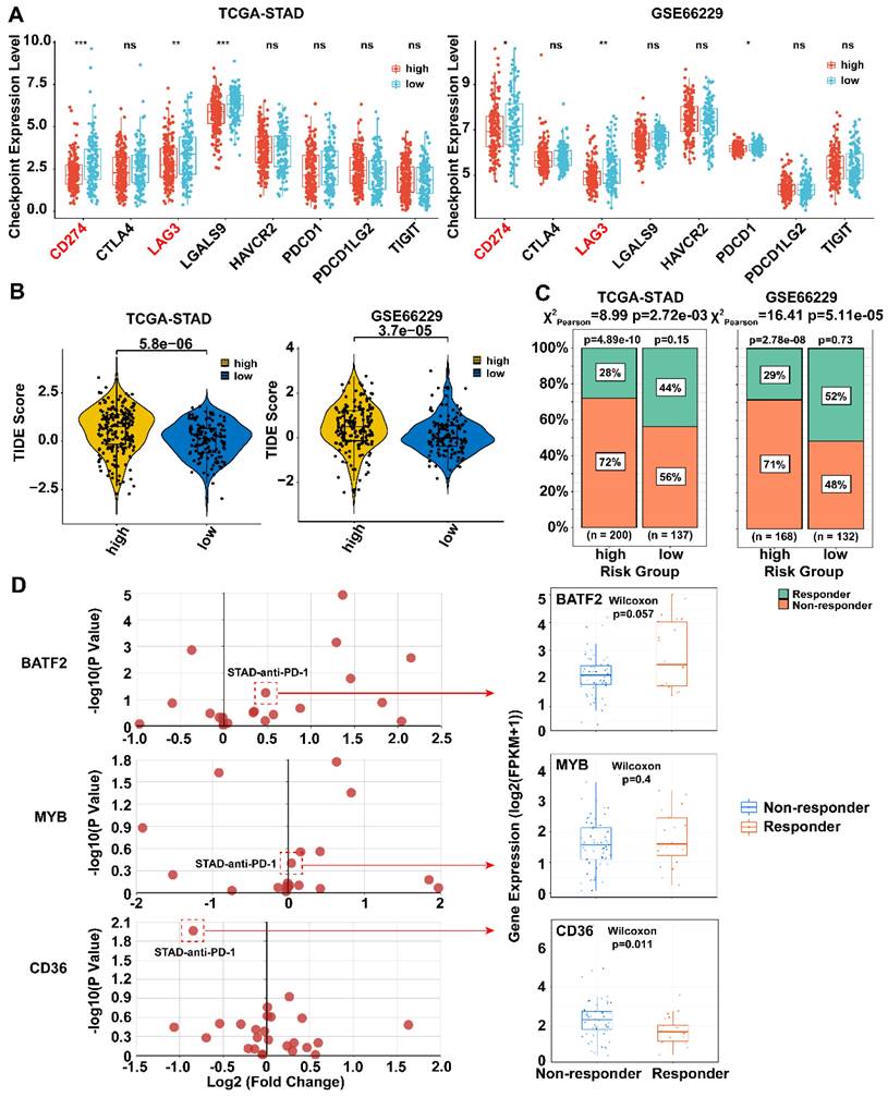 CD36-BATF2\MYB Axis Predicts Anti-PD-1 Immunotherapy Response in ...
