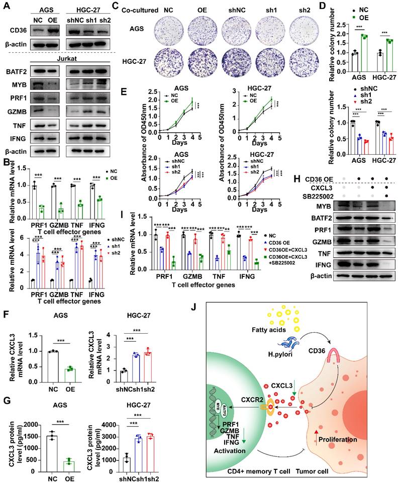 CD36-BATF2\MYB Axis Predicts Anti-PD-1 Immunotherapy Response in ...