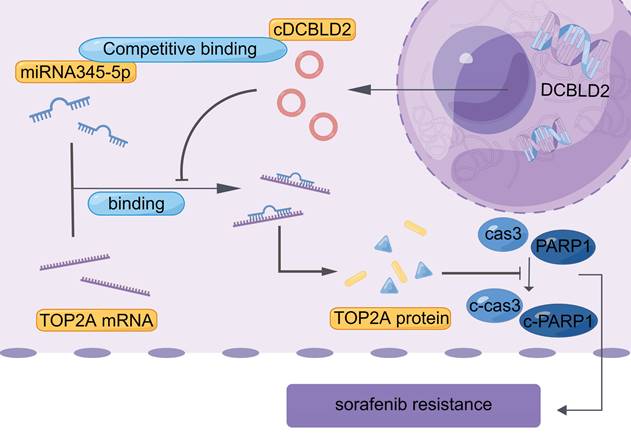 cDCBLD2 mediates sorafenib resistance in hepatocellular carcinoma by ...