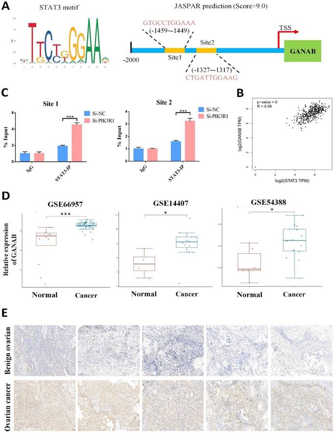Low expression of m6A reader YTHDC1 promotes progression of ovarian ...