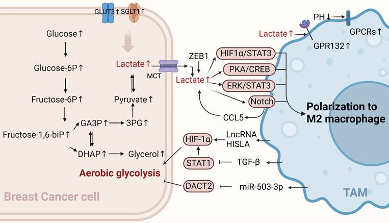 The emerging roles of metabolism in the crosstalk between breast cancer ...