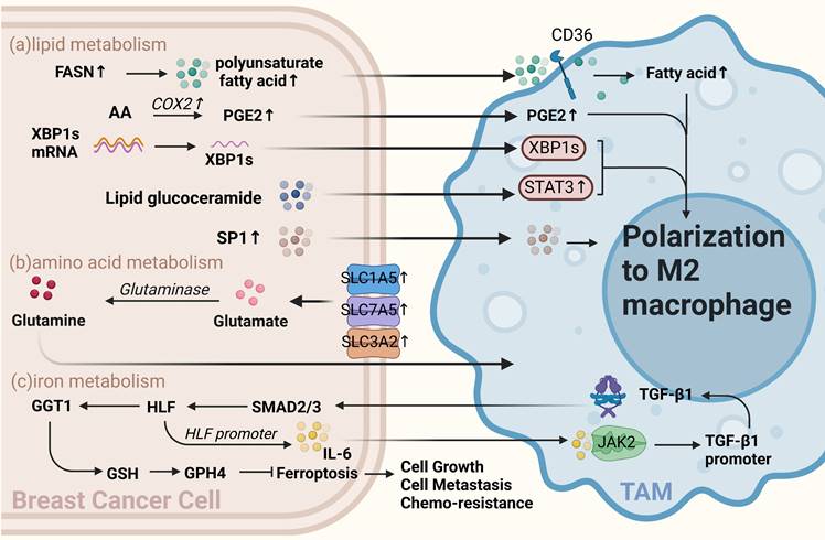 The emerging roles of metabolism in the crosstalk between breast cancer ...