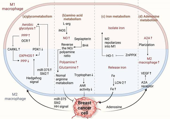 The emerging roles of metabolism in the crosstalk between breast cancer ...