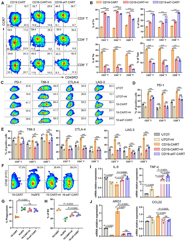 Enhanced tumor immunotherapy by polyfunctional CD19-CAR T cells ...
