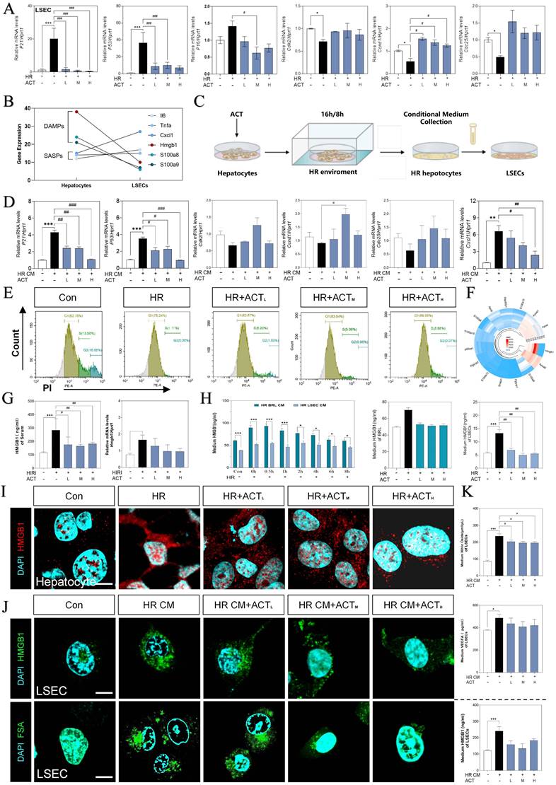 Acteoside ameliorates hepatic ischemia-reperfusion injury via reversing ...