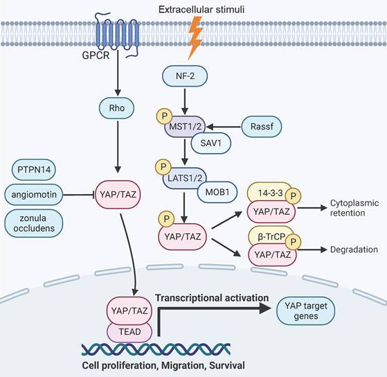 Role Of YAP Signaling in Regulation of Programmed Cell Death and Drug ...