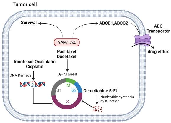 Role Of YAP Signaling in Regulation of Programmed Cell Death and Drug ...