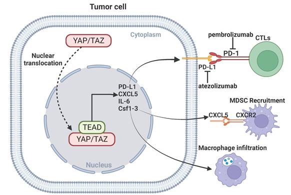 Role Of YAP Signaling in Regulation of Programmed Cell Death and Drug ...