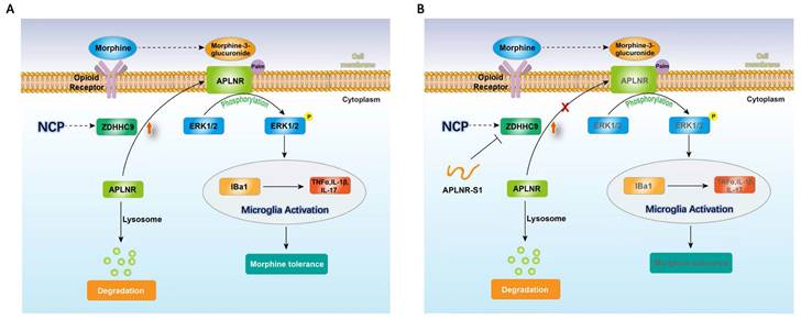 Blocking Palmitoylation of Apelin Receptor Alleviates Morphine ...