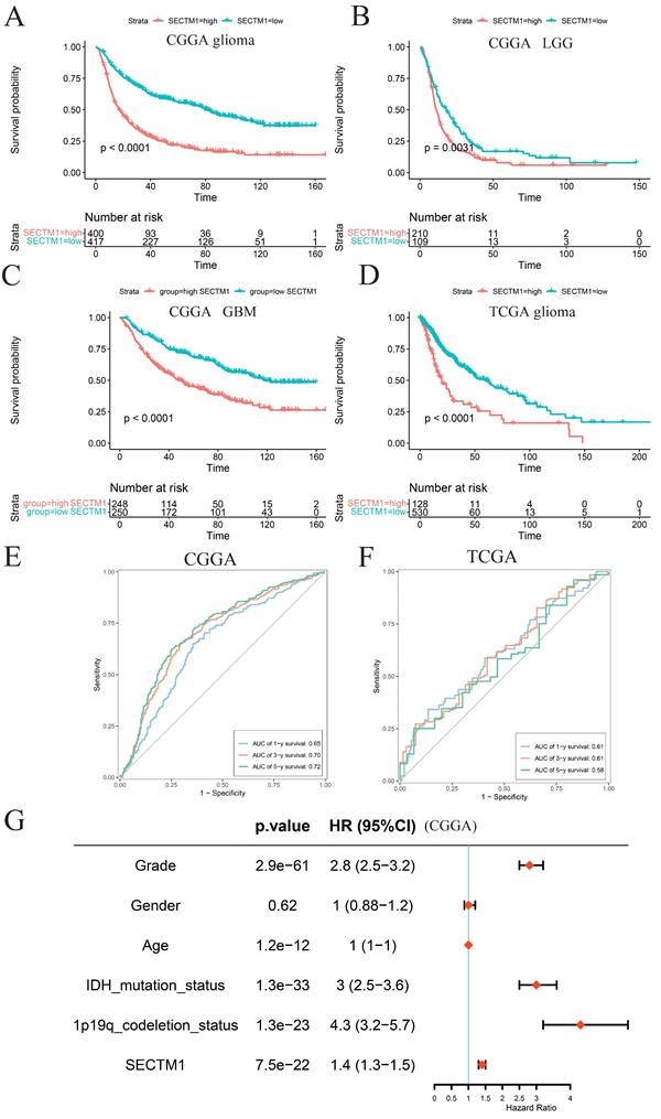 SECTM1 promotes the development of glioblastoma and mesenchymal ...