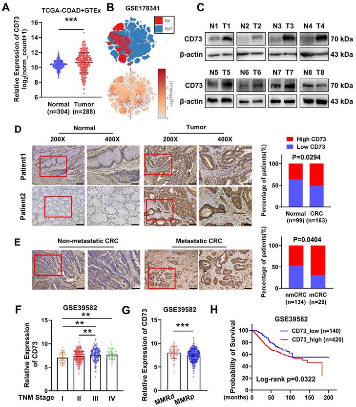 Dual role of CD73 as a signaling molecule and adenosine-generating ...
