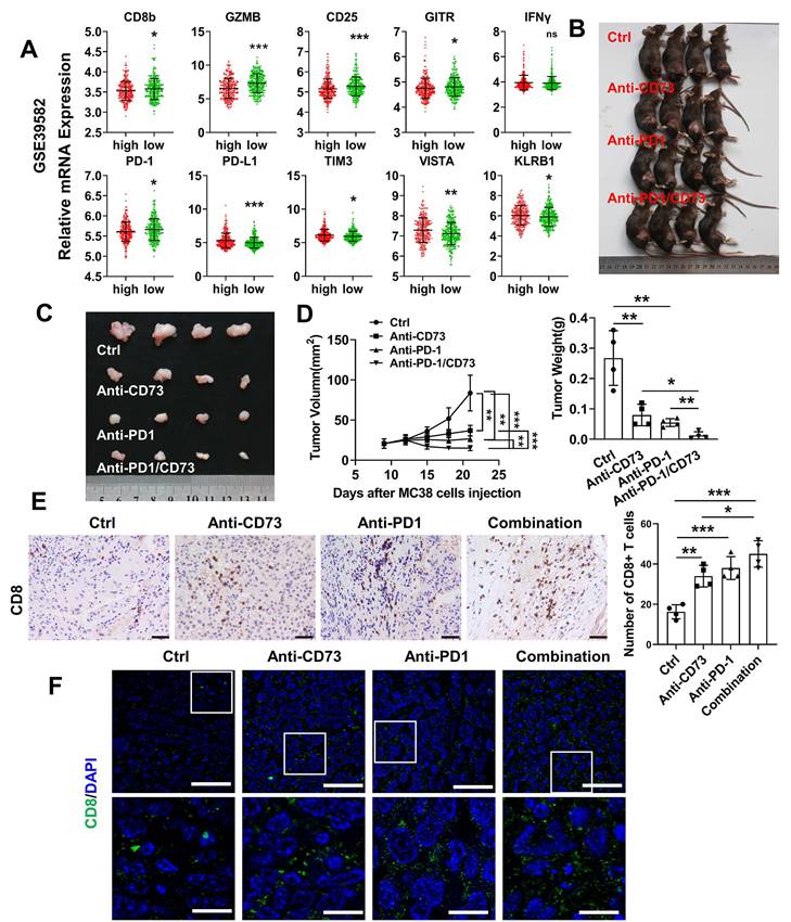 Dual role of CD73 as a signaling molecule and adenosine-generating ...
