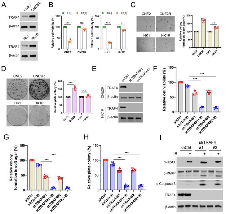 TRAF4 regulates ubiquitination-modulated survivin turnover and confers ...