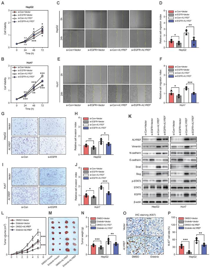 ALYREF-mediated RNA 5-Methylcytosine modification Promotes ...