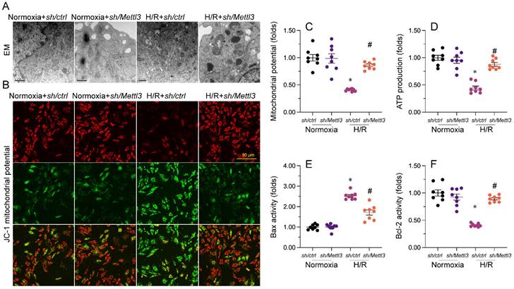 METTL3 boosts mitochondrial fission and induces cardiac fibrosis after ...