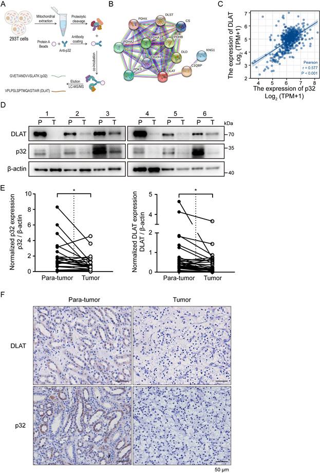 p32 regulates glycometabolism and TCA cycle to inhibit ccRCC ...