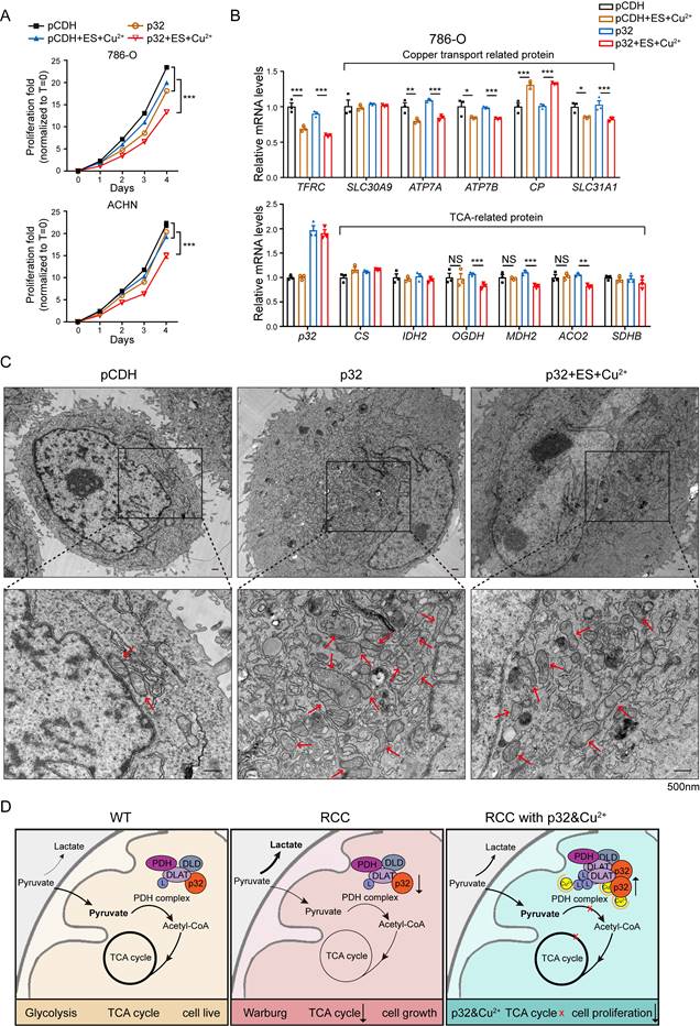 p32 regulates glycometabolism and TCA cycle to inhibit ccRCC ...