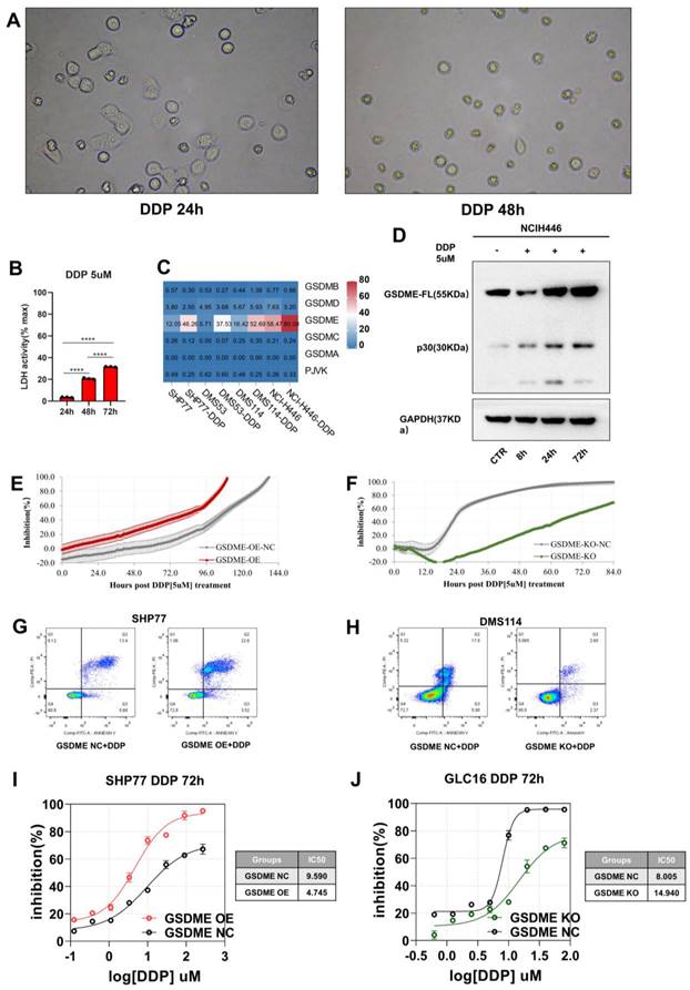 Cisplatin-induced Pyroptosis Enhances the Efficacy of PD-L1 Inhibitor ...