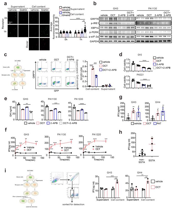 Connexin 36 Mediated Intercellular Endoplasmic Reticulum Stress ...
