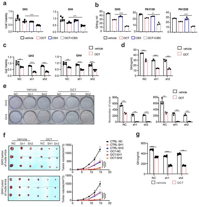 Connexin 36 Mediated Intercellular Endoplasmic Reticulum Stress ...