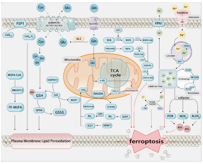 Post-translational modifications in ferroptosis: mechanisms and ...