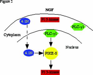 PIKE GTPase Signaling and Function