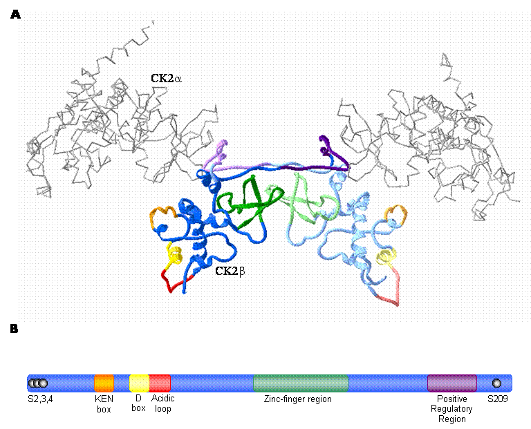 The Multiple Personalities of the Regulatory Subunit of Protein Kinase ...