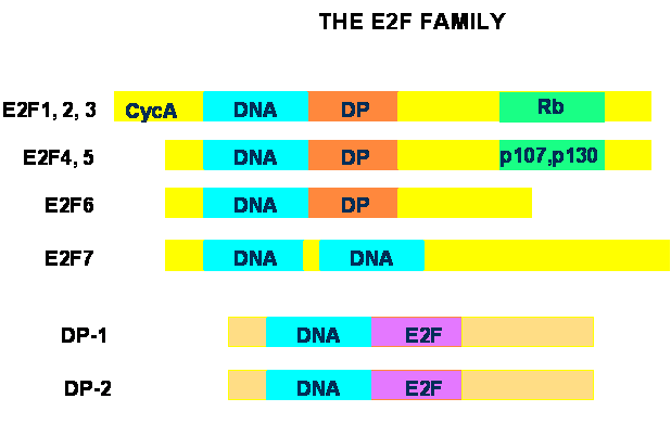 Signalling In The Epidermis: The E2f Cell Cycle Regulatory Pathway In ...