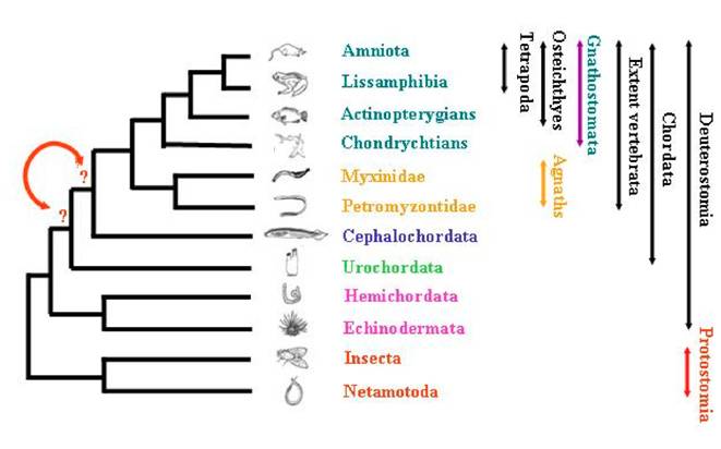 Metaphylogeny of 82 gene families sheds a new light on chordate evolution