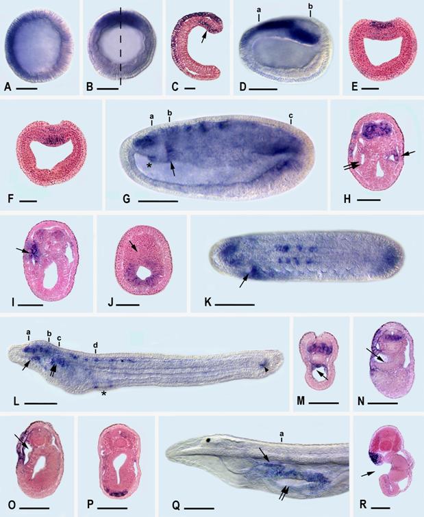 An amphioxus LIM-homeobox gene, AmphiLim1/5, expressed early in the invaginating organizer ...