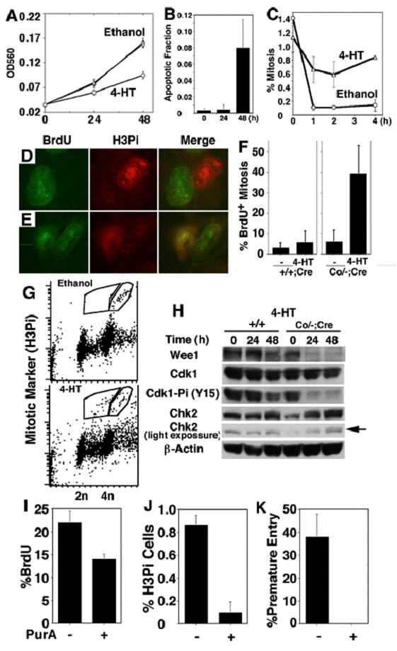 Murine Wee1 Plays a Critical Role in Cell Cycle Regulation and Pre ...