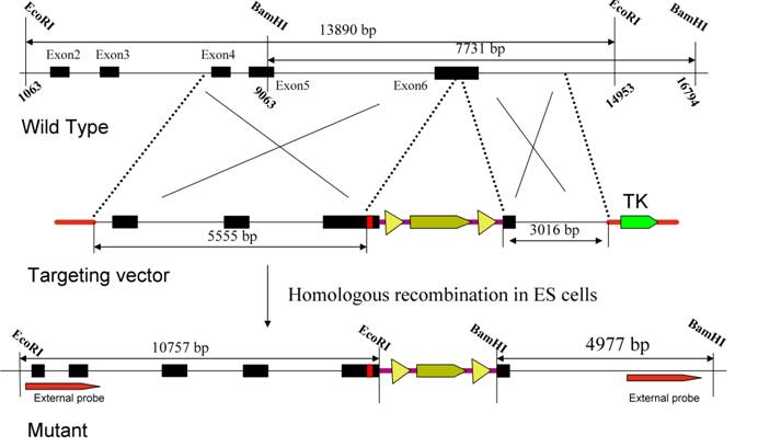 Essential role of Elovl4 in very long chain fatty acid synthesis, skin ...