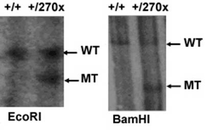 Essential role of Elovl4 in very long chain fatty acid synthesis, skin ...