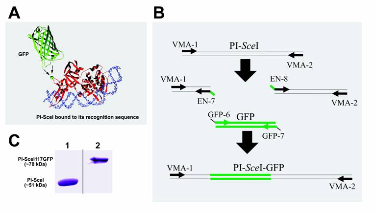 Structural stability and endonuclease activity of a PI-SceI GFP-fusion ...