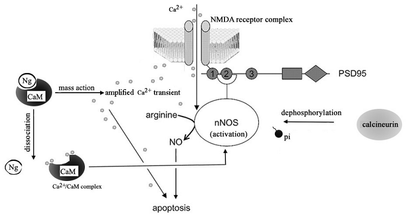 Characterization of transcriptional regulation of neurogranin by nitric ...
