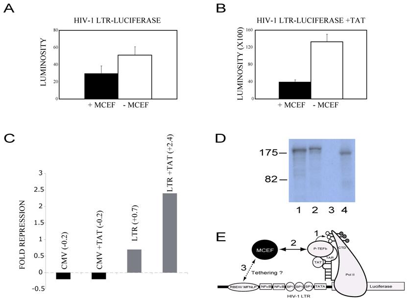 MCEF is localized to the nucleus by protein sequences encoded within ...
