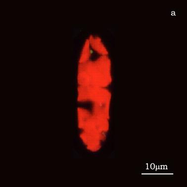 A polychromator-based microspectrophotometer
