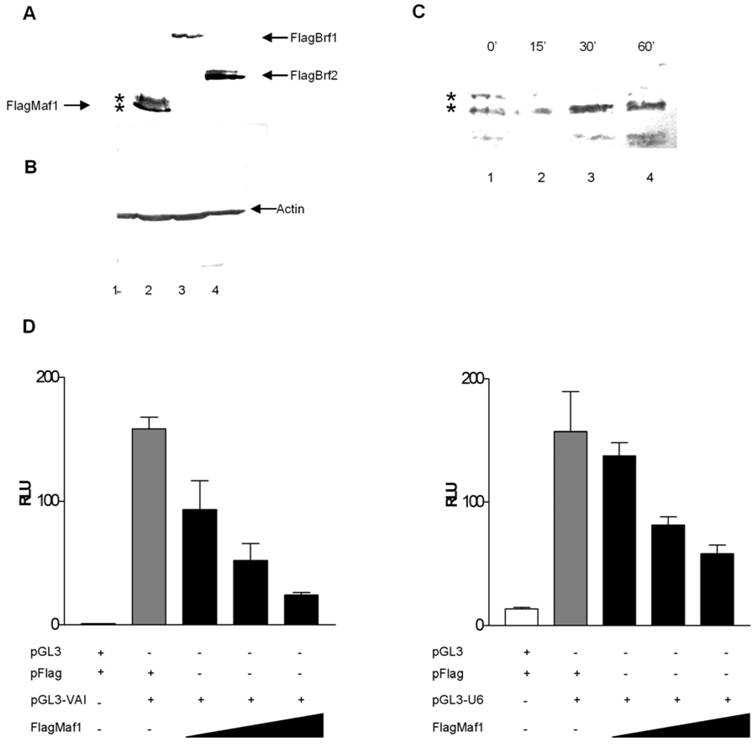 Human Maf1 negatively regulates RNA Polymerase III transcription via ...