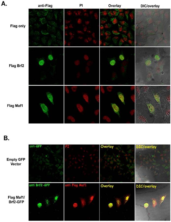 Human Maf1 negatively regulates RNA Polymerase III transcription via ...