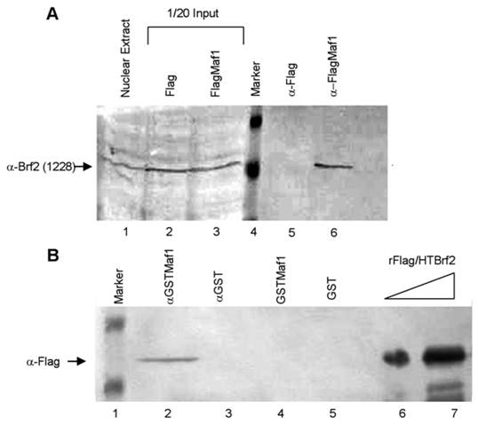 Human Maf1 negatively regulates RNA Polymerase III transcription via ...