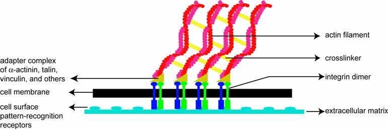 The Forces Behind Cell Movement