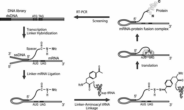 An mRNA-protein Fusion at N-terminus for Evolutionary Protein Engineering