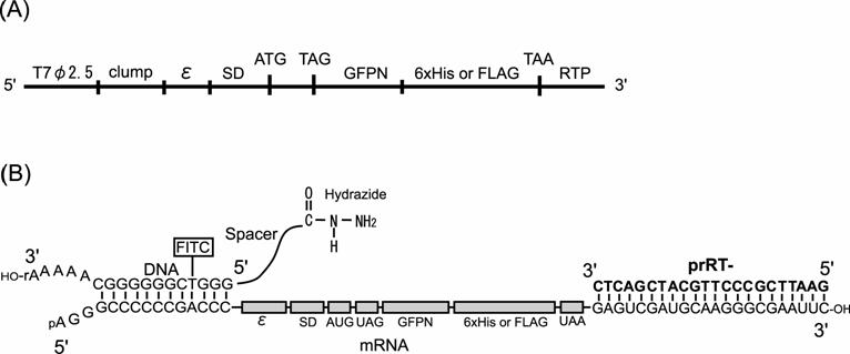 An mRNA-protein Fusion at N-terminus for Evolutionary Protein Engineering
